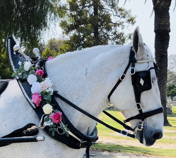 Hire Grand Carriages - Horse Drawn Carriage in Livermore, CA | GigSalad