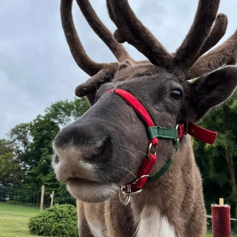 Hire Reindeer Acres - Animal Entertainment in Menomonie, WI | GigSalad